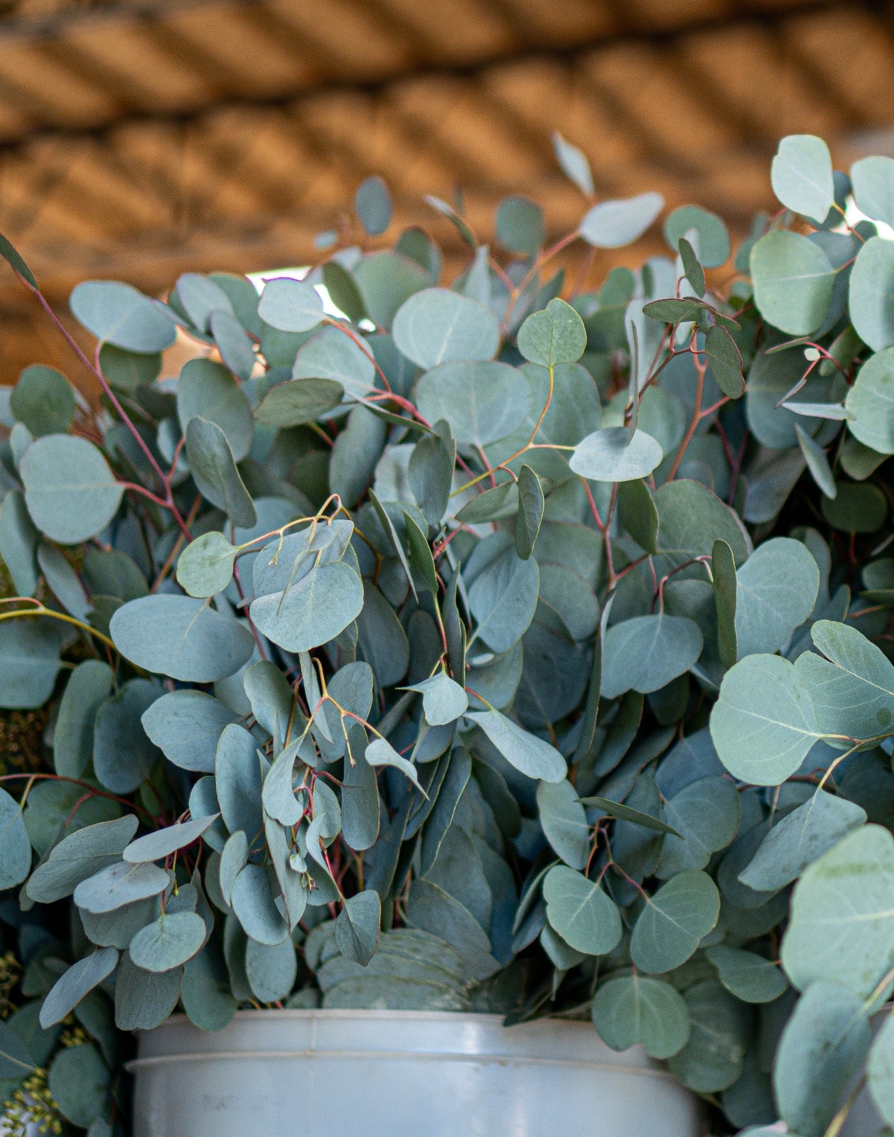 Eucalyptus Varieties – CalMex Floral