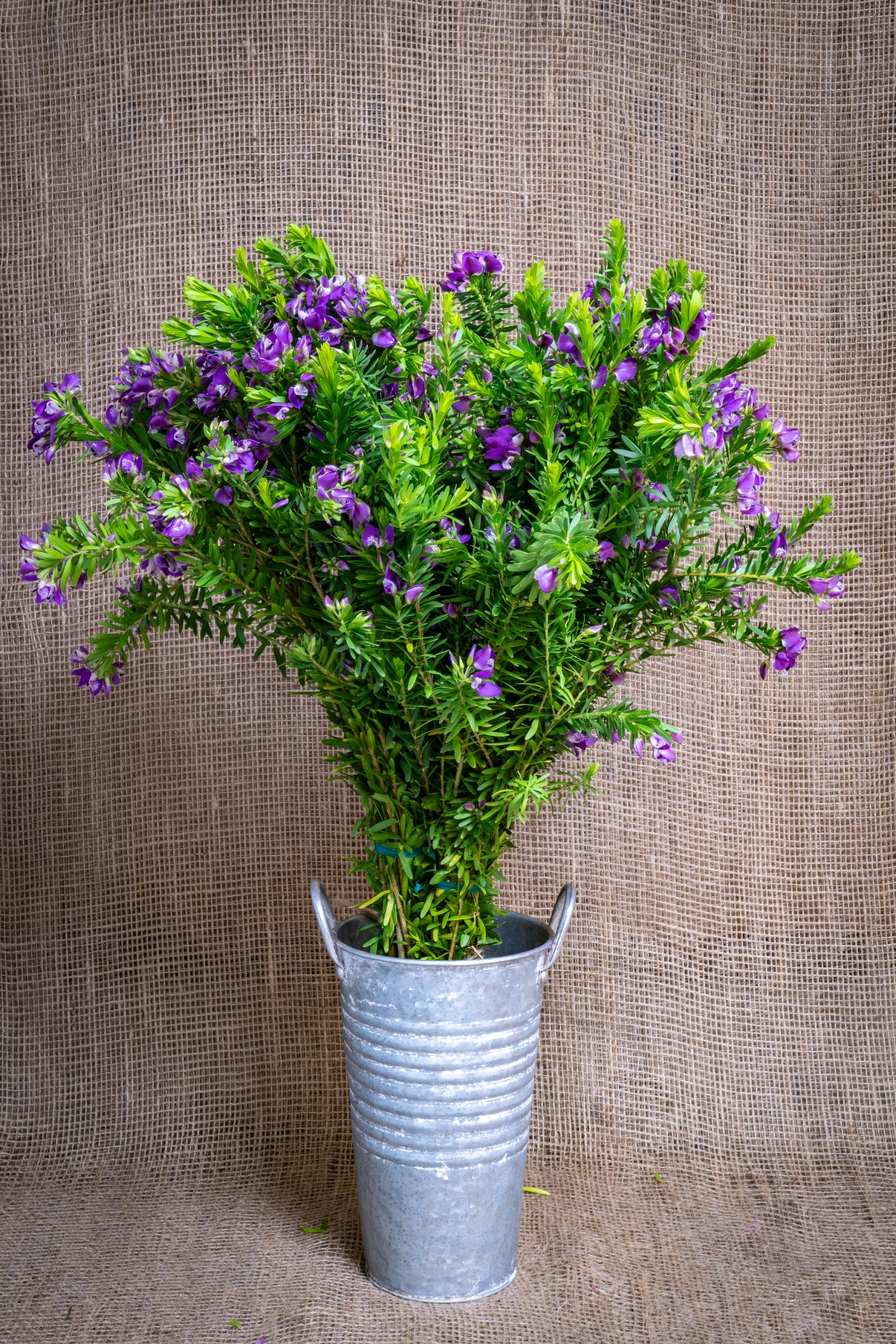 Pea Orchid Wholesale Bunches - Fresh Bulk Flowers San Diego – CalMex Floral