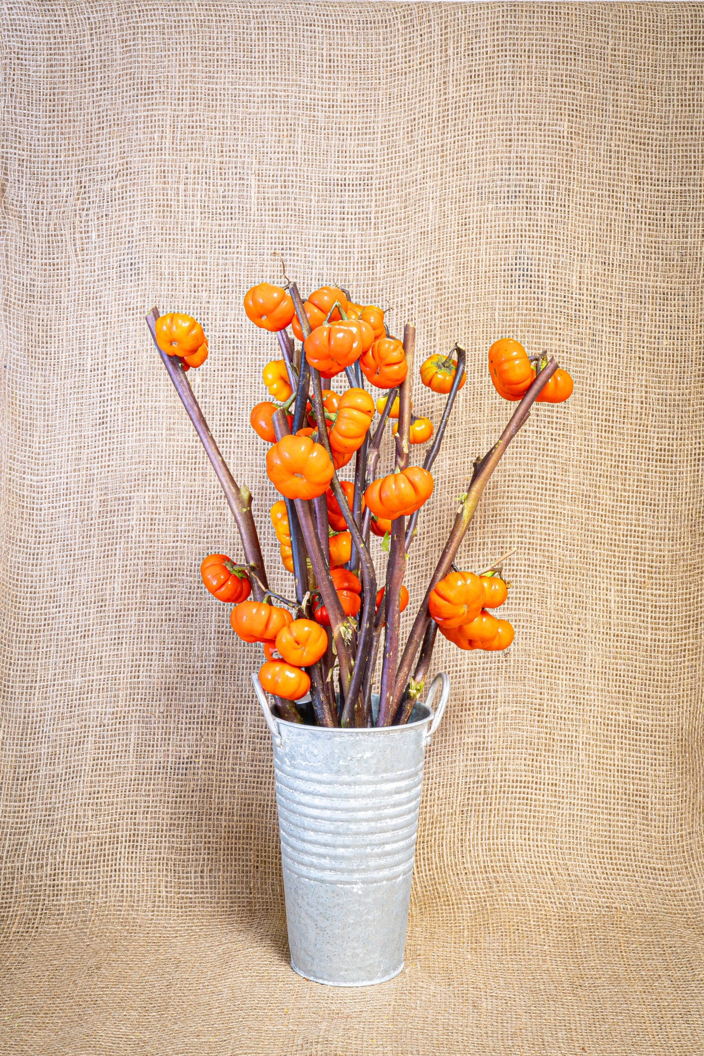 Pumpkin Trees – CalMex Floral