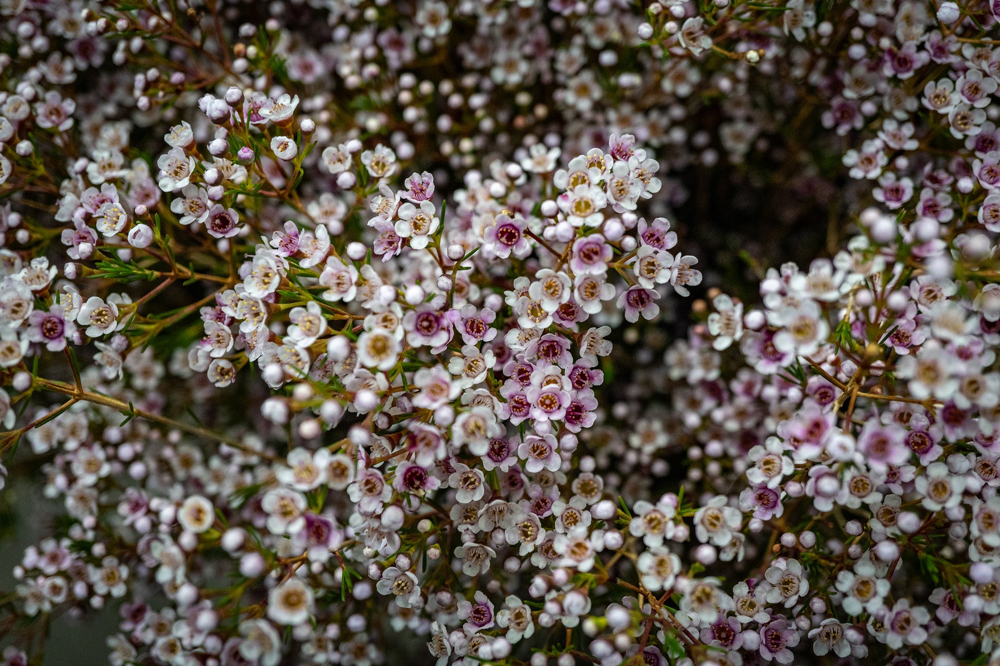 Waxflower - Eric John – CalMex Floral